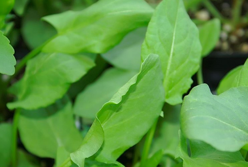 An Easy Guide to Growing Perennial Sorrel Plants - Garden and Happy
