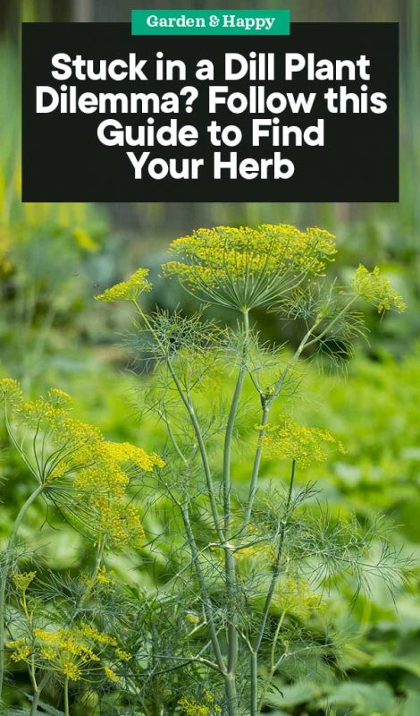 Which of These Dill Plant Varieties Is Right for You? - Garden and Happy
