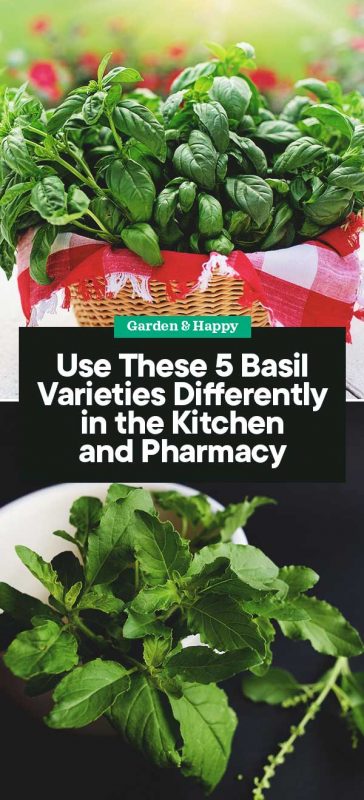 5 Basil Varieties You Can Use in the Kitchen and Pharmacy - Garden and ...