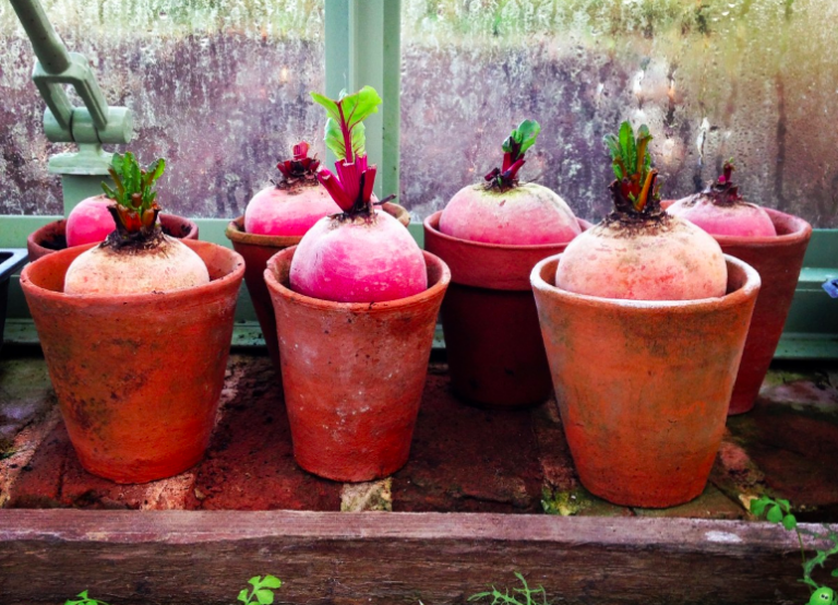 4 Ways to Maximize Growing Space with Container Vegetable Pots - Garden ...