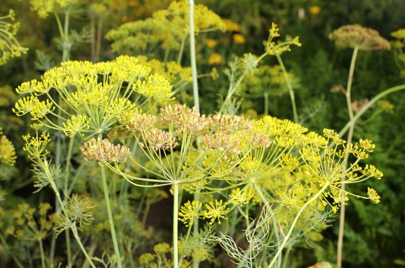 Which of These Dill Plant Varieties Is Right for You? - Garden and Happy