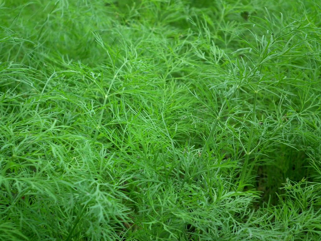 Which of These Dill Plant Varieties Is Right for You? - Garden and Happy