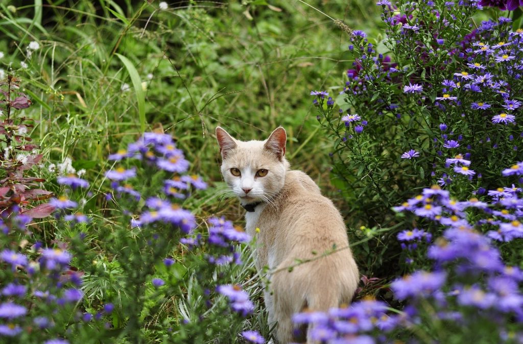 How to Grow Catnip at Home for your Furry Friends - Garden and Happy