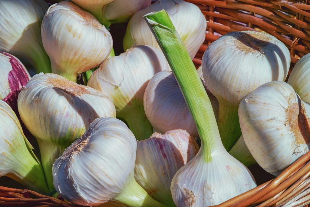 How to Regrow Garlic in Water - Garden and Happy
