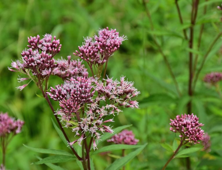 Growing Joe Pye Weed: A Powerful Medicinal Wildflower - Garden and Happy