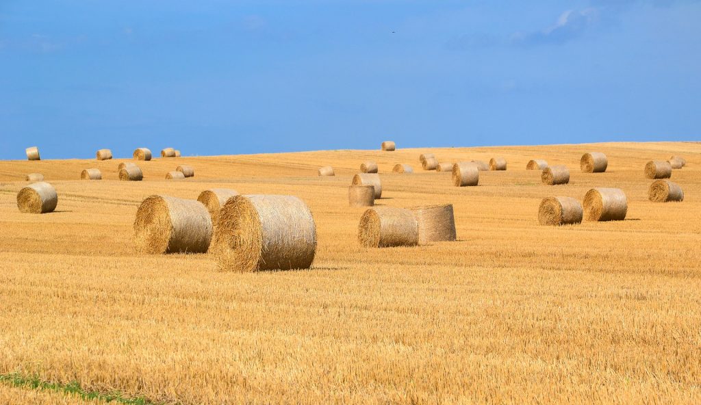Using Straw vs Hay in the Garden: Which is Ideal for What Purpose ...