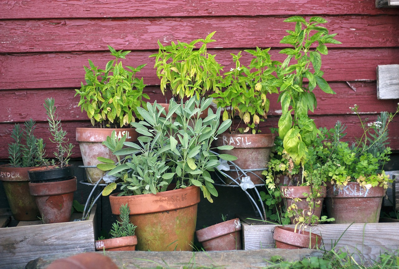 Which of These Dill Plant Varieties Is Right for You? - Garden and Happy