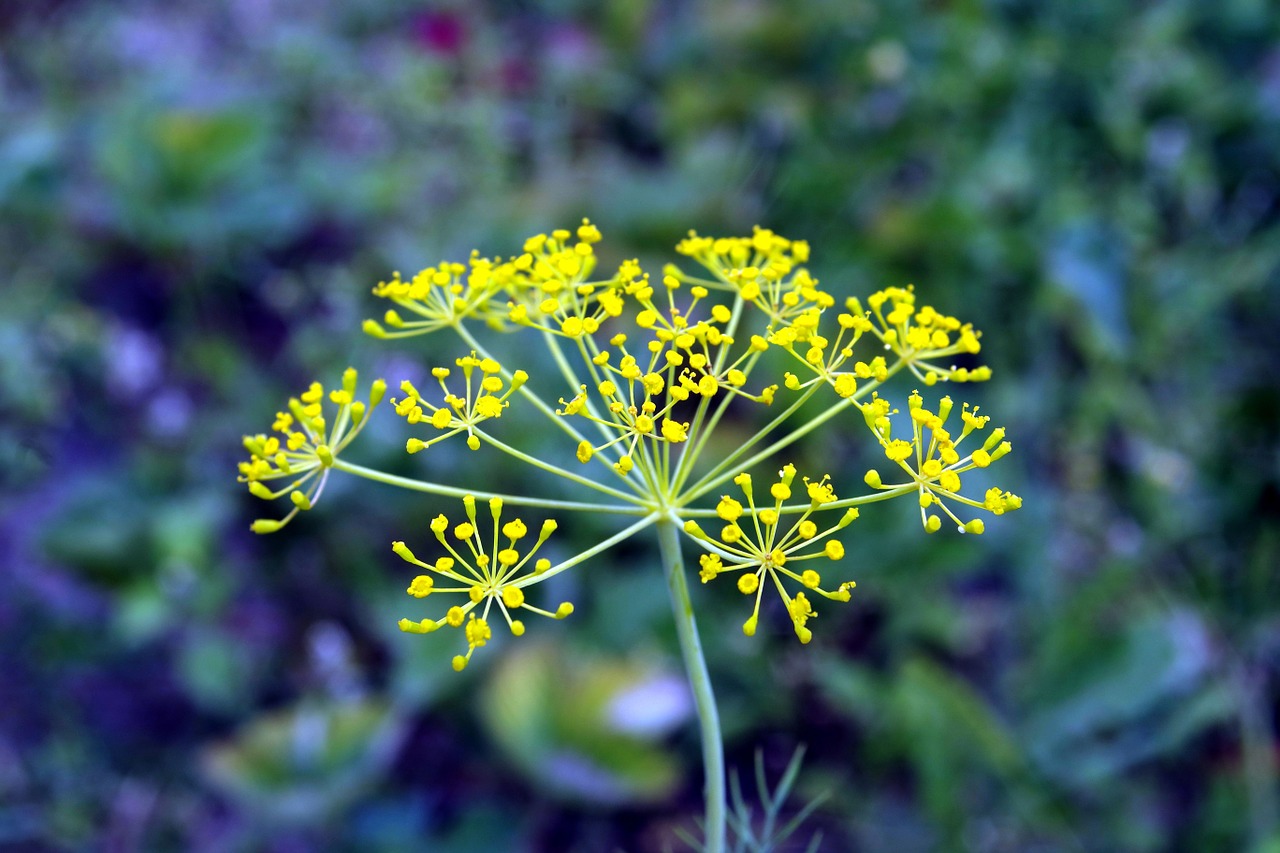 Which of These Dill Plant Varieties Is Right for You? - Garden and Happy