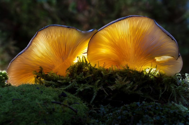 Make Gorgeous Polymer Mushroom Lights for a Magical Garden Effect ...