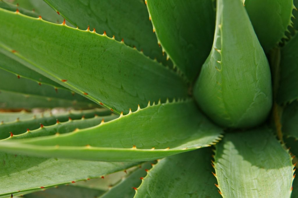 Why Foliar Feeding is the Best Way to Keep Plants Healthy - Garden and ...