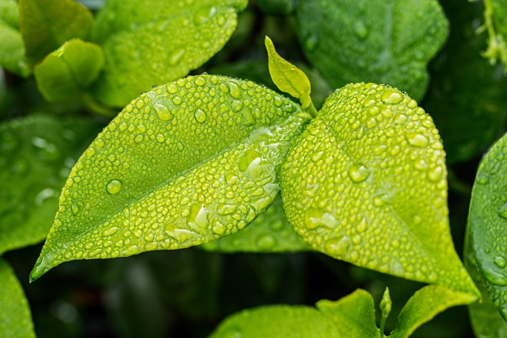 Why Foliar Feeding is the Best Way to Keep Plants Healthy - Garden and ...