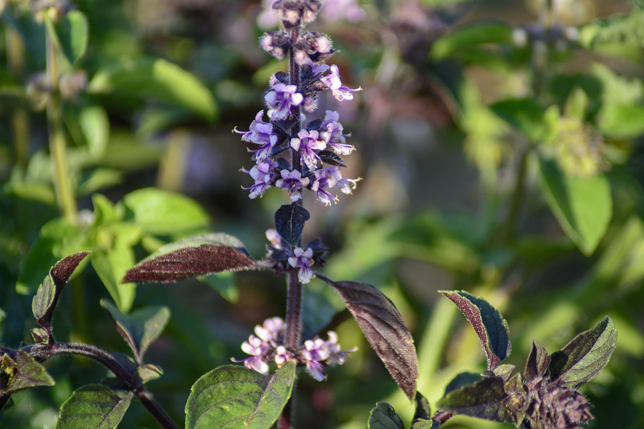 5 Basil Varieties You Can Use in the Kitchen and Pharmacy - Garden and ...
