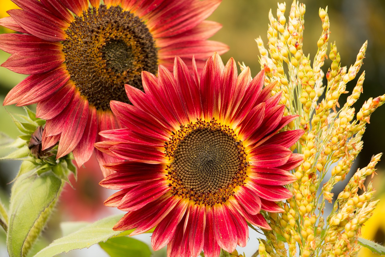 18 Stunning Types of Sunflowers to Add to Your Summer Garden - Garden ...