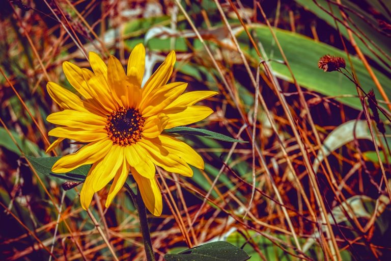 18 Stunning Types of Sunflowers to Add to Your Summer Garden - Garden ...
