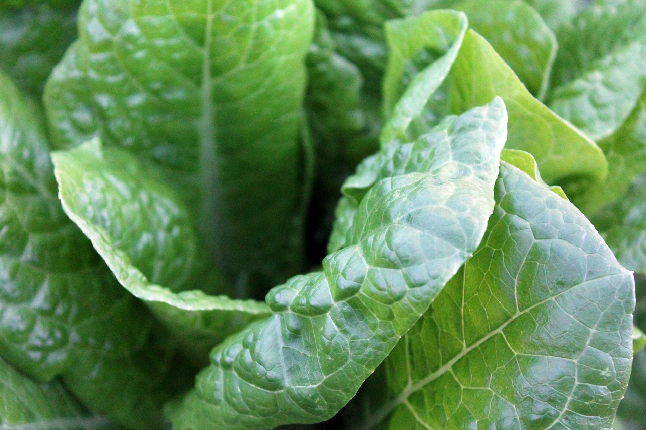 The Complete Guide to Growing Spinach Indoors with Ease - Garden and Happy