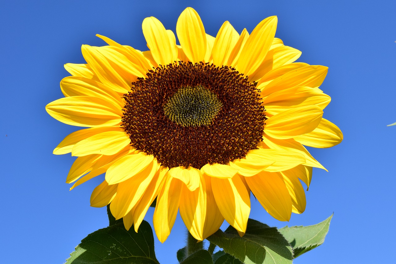 18 Stunning Types of Sunflowers to Add to Your Summer Garden - Garden ...