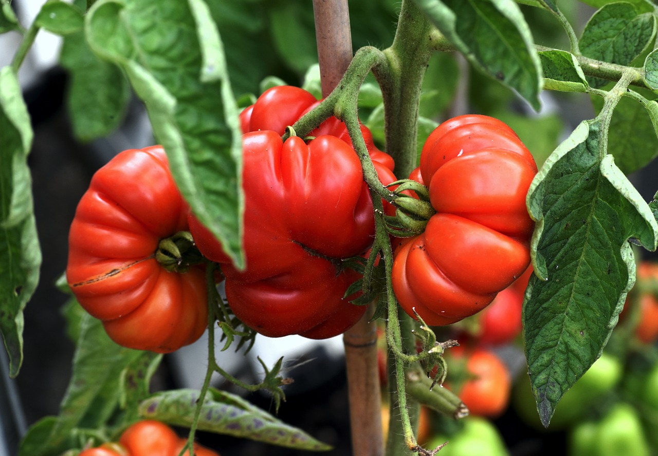 How to Grow Beefsteak Tomatoes - Everyone's Favorite Tomato - Garden ...