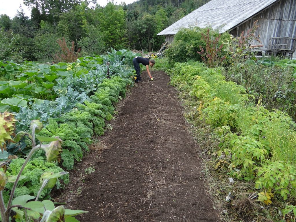 Intercropping 101: Maximize Space by Planting Crops Together - Garden ...