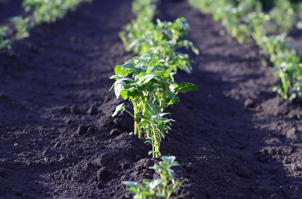 Intercropping 101: Maximize Space by Planting Crops Together - Garden ...
