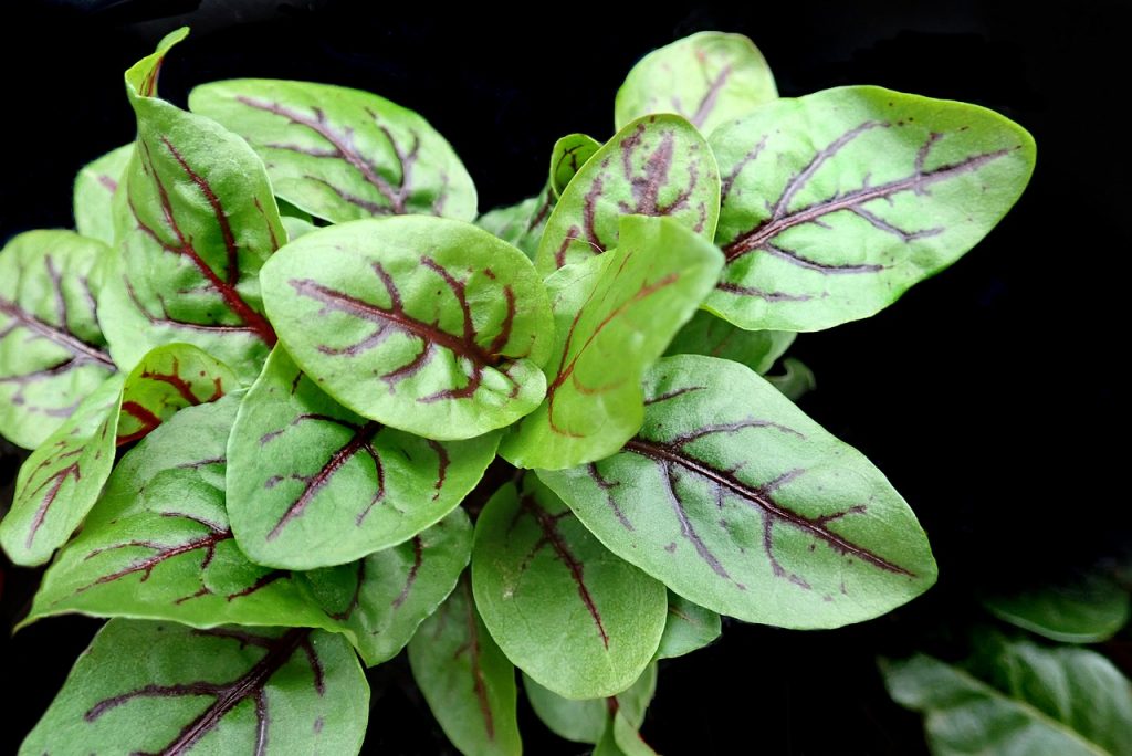 An Easy Guide to Growing Perennial Sorrel Plants - Garden and Happy