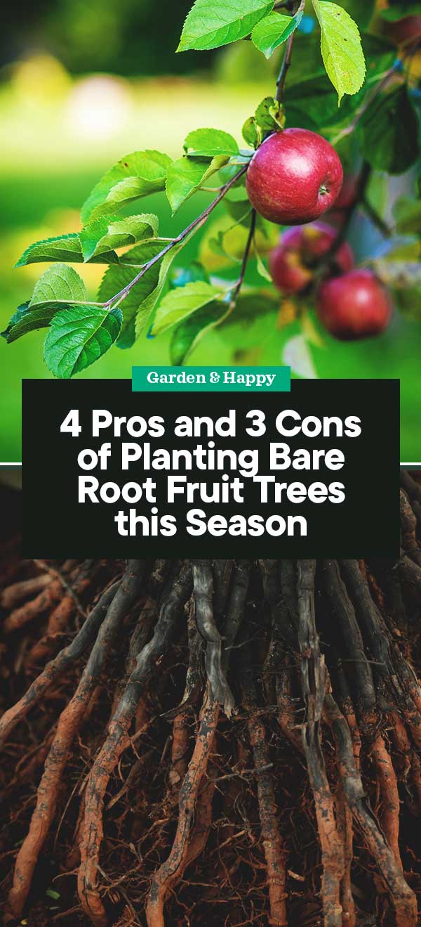 4 Pros and 3 Cons of Planting Bare Root Fruit Trees - Garden and Happy