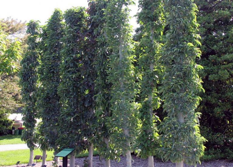 How to Grow Columnar Apple Trees in Your Urban Garden - Garden and Happy