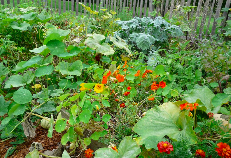 How to Plan a Prolific Family Food Garden (for 2, 4, or More) - Garden ...