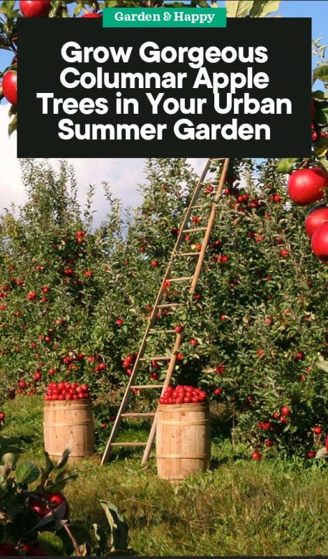 How to Grow Columnar Apple Trees in Your Urban Garden - Garden and Happy
