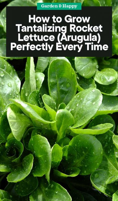 How to Grow Rocket Lettuce (Arugula) - Garden and Happy