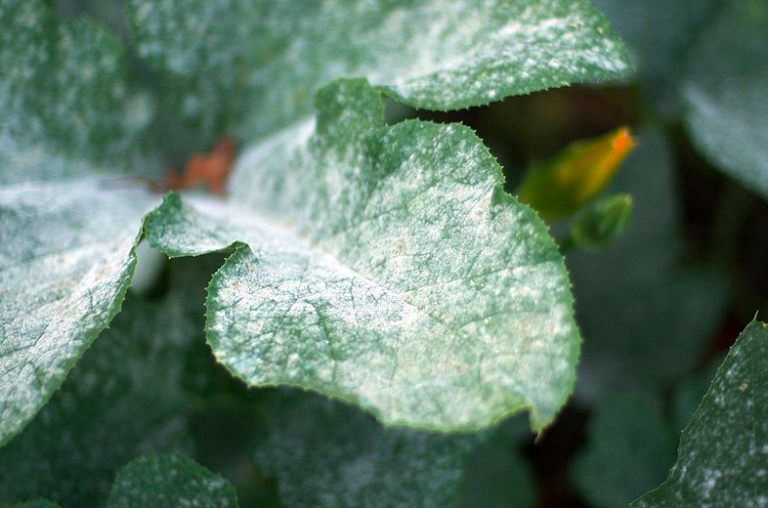 7 DIY Methods for Remarkably Effective Powdery Mildew Treatment ...