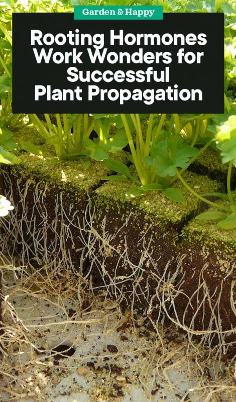 Rooting Hormones for Successful Plant Propagation - Garden and Happy