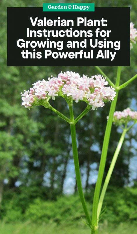 Valerian Plant: How to Grow and Use This Powerful Ally - Garden and Happy