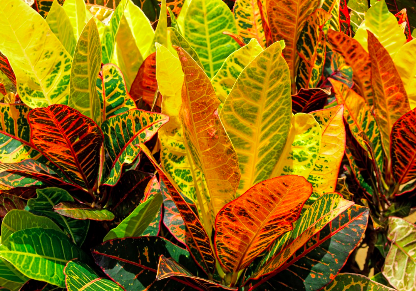 A Complete Growing Guide for Healthy Codiaeum Variegatum Plants ...