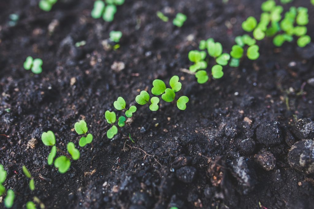 How to Grow Rocket Lettuce (Arugula) - Garden and Happy