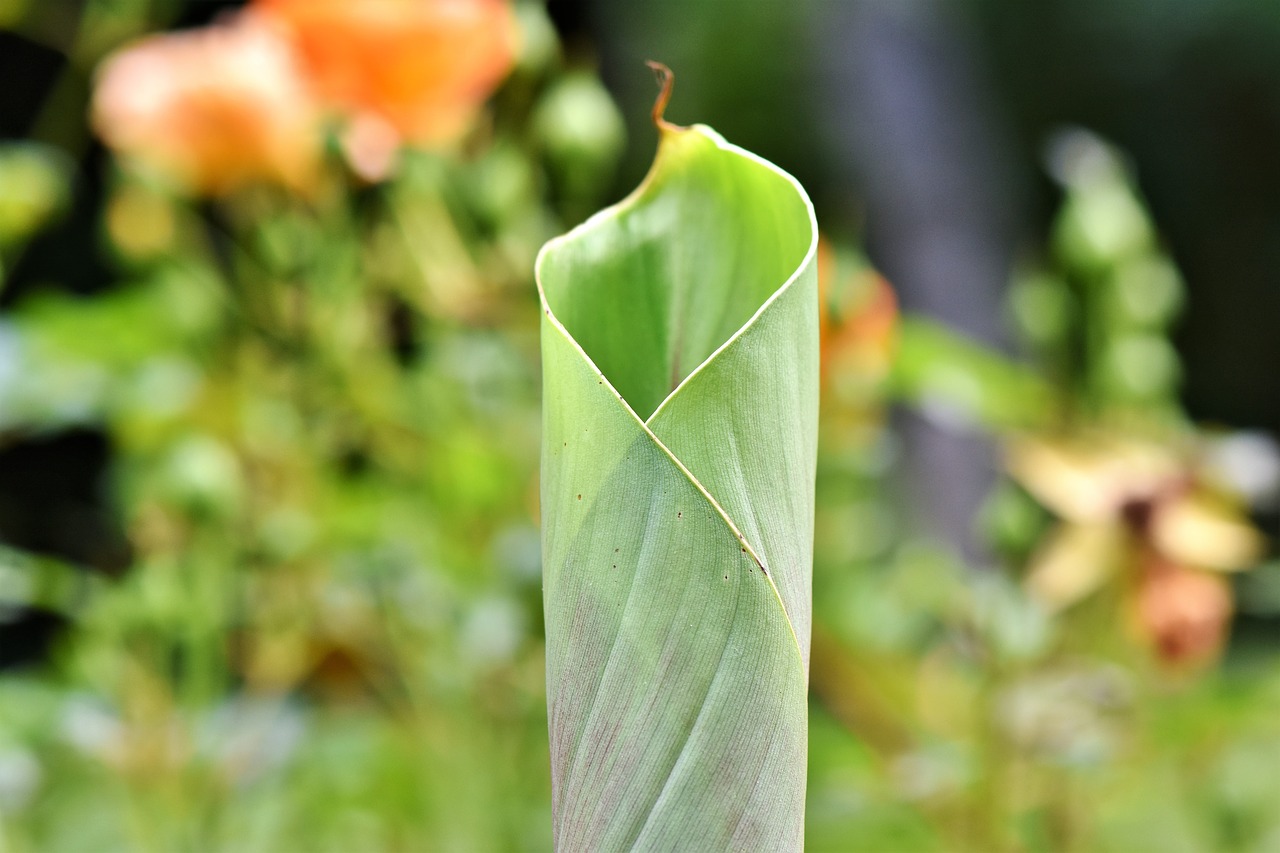 How to Grow a Banana Tree - Garden and Happy