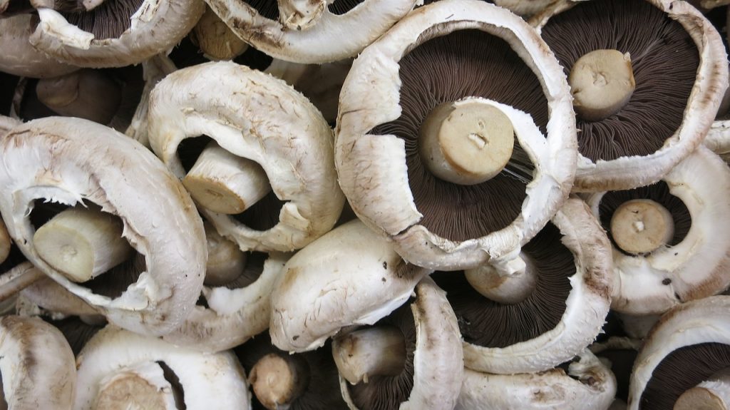 12 of the Best Edible Mushrooms that You can Grow at Home - Garden and ...
