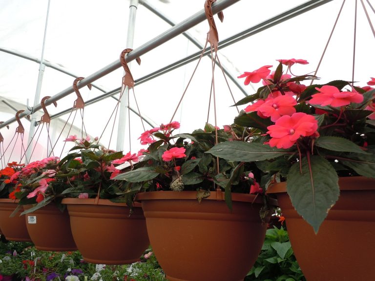 21 of the Most Beautiful Hanging Flowers for Outdoor Baskets - Garden ...