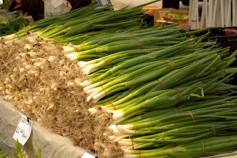 How to Start Growing Green Onions - Garden and Happy