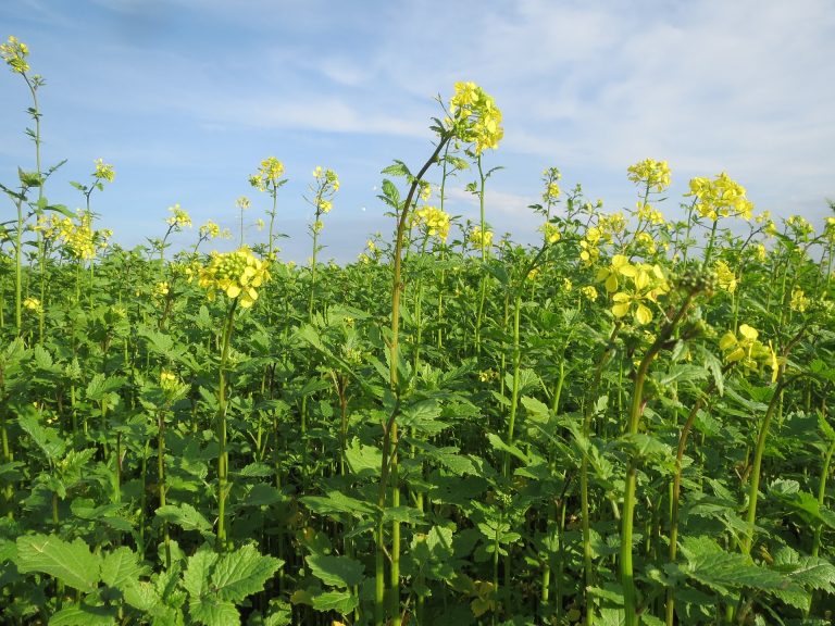 Grow a Mustard Plant as a Trap Crop and Save Your Brassicas - Garden ...
