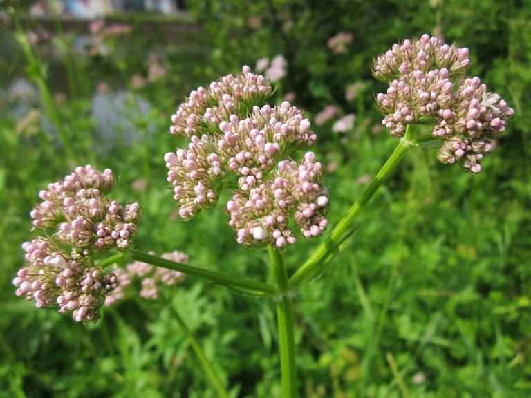 Valerian Plant: How to Grow and Use This Powerful Ally - Garden and Happy