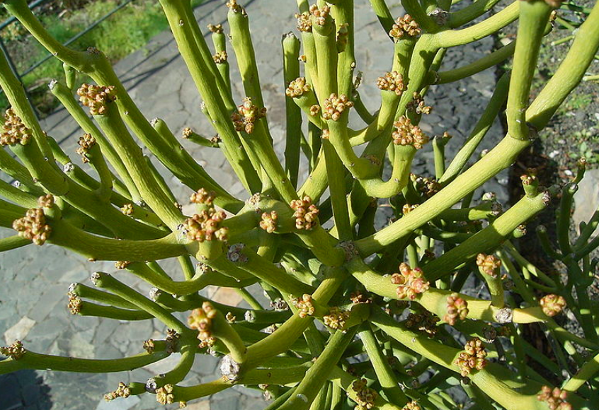 How to Grow a Stunning Euphorbis Tirucalli Pencil Cactus Anywhere ...