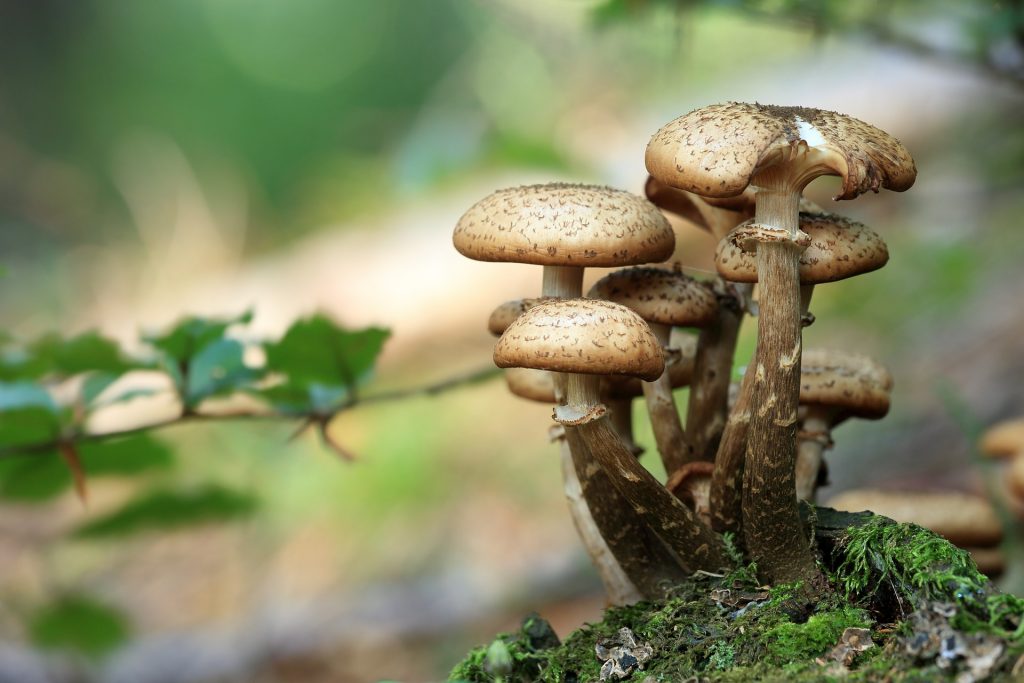12 of the Best Edible Mushrooms that You can Grow at Home - Garden and ...