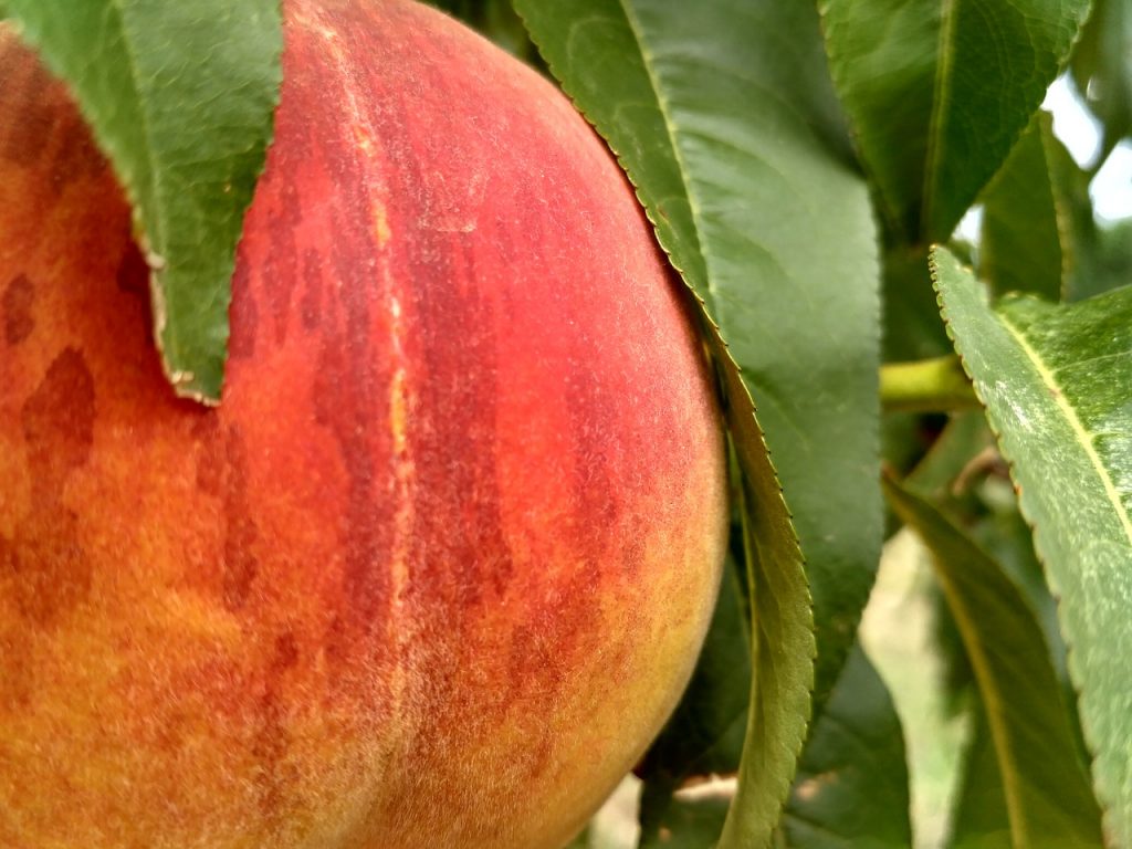How to Grow a Dwarf Peach Tree in Any Space - Garden and Happy