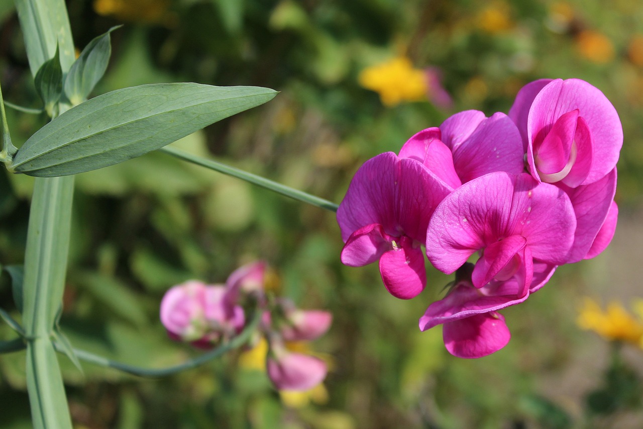 10 Stunning Vine Trellis Plants that Add New Life to Your Balcony ...