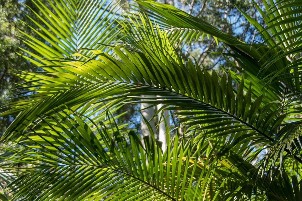 A Complete Lady Palm Growing and Care Guide - Garden and Happy