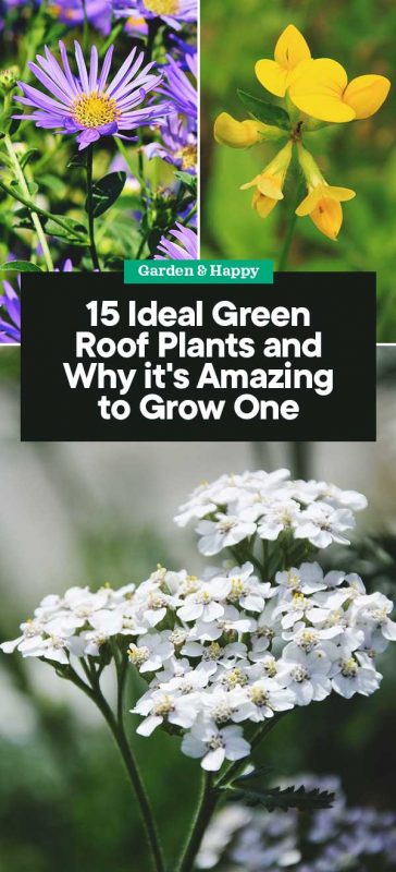 15 Ideal Green Roof Plants and Why It's Amazing to Grow One - Garden ...