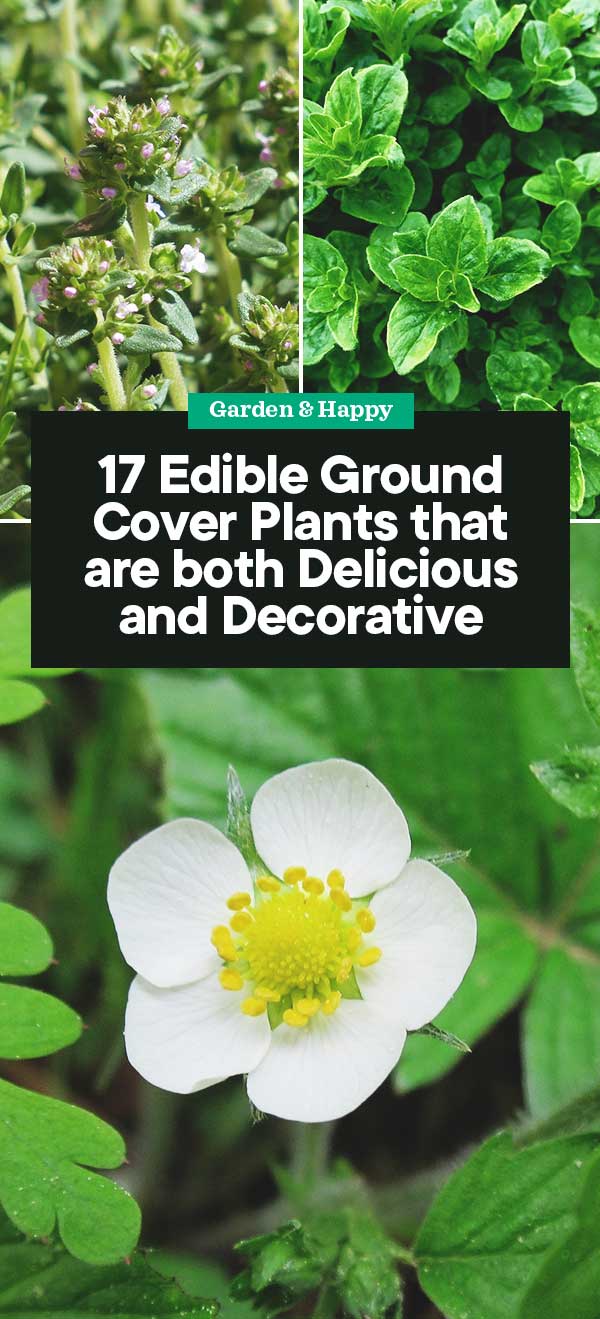 17 Edible Ground Cover Plants that are both Delicious and Decorative ...