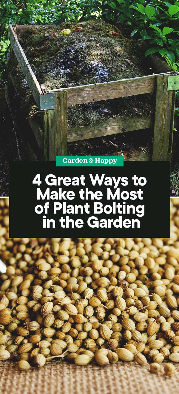 4 Great Ways to Make the Most of Plant Bolting in the Garden - Garden ...