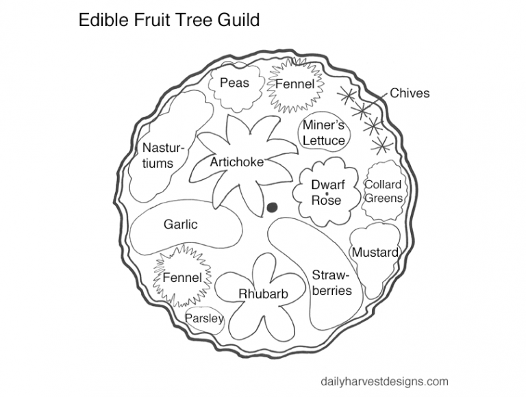A Guide to Planting a Wonderful Permaculture Fruit Tree Guild - Garden ...
