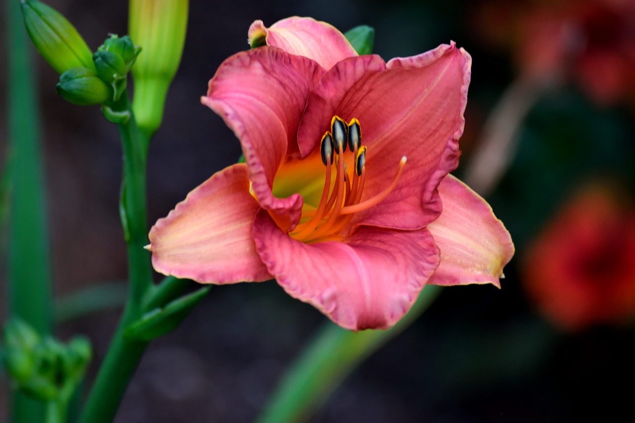 9 Huge Differences Between Poisonous Tiger Lilies and Day Lilies ...